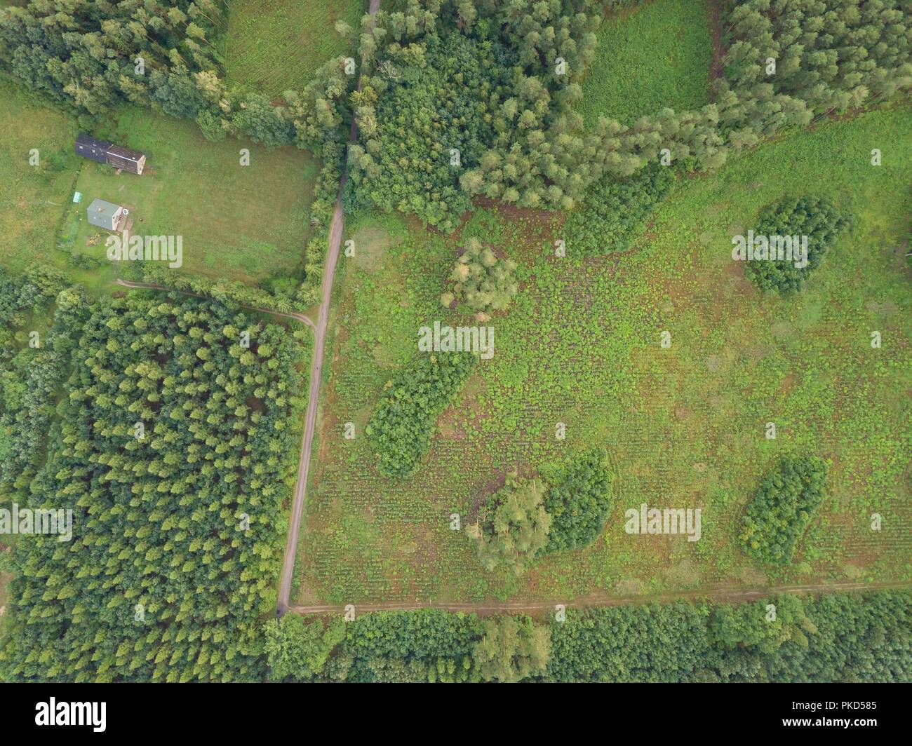 Summer forest from drone. Top view drone photography Stock Photo - Alamy