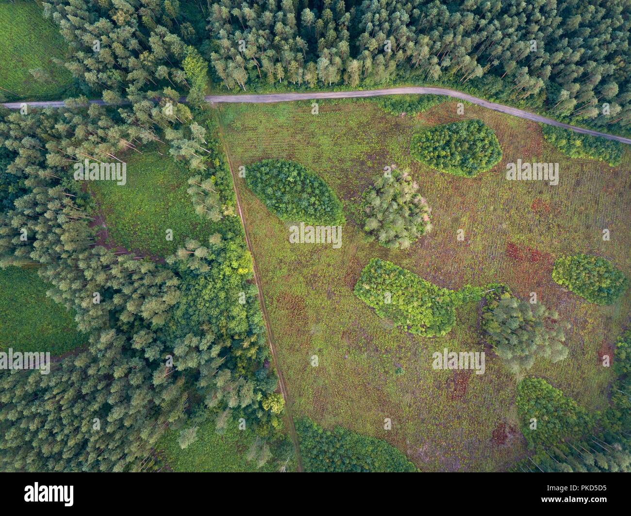 Summer forest from drone. Top view drone photography Stock Photo - Alamy