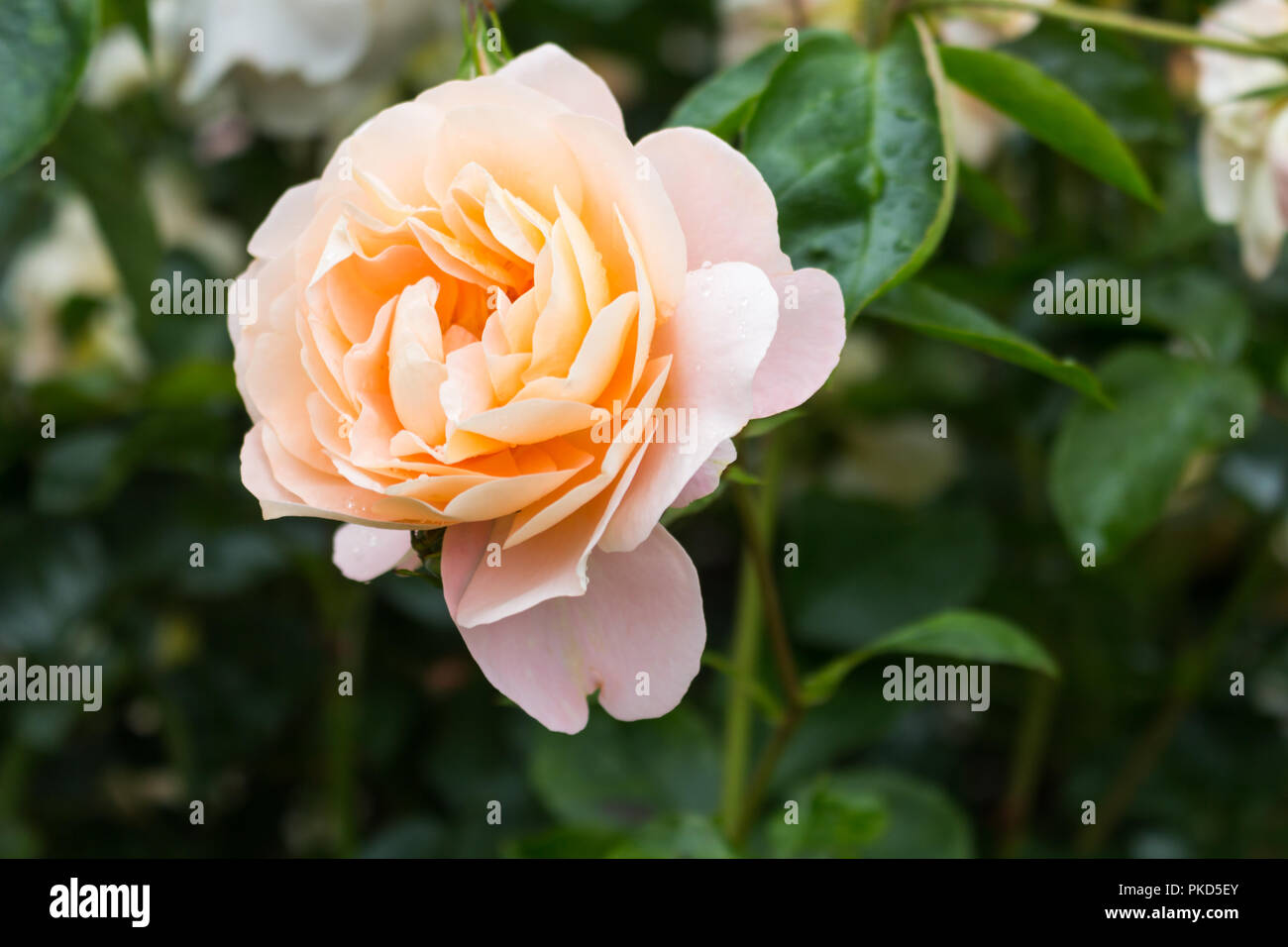 Irish peach park hi-res stock photography and images - Alamy
