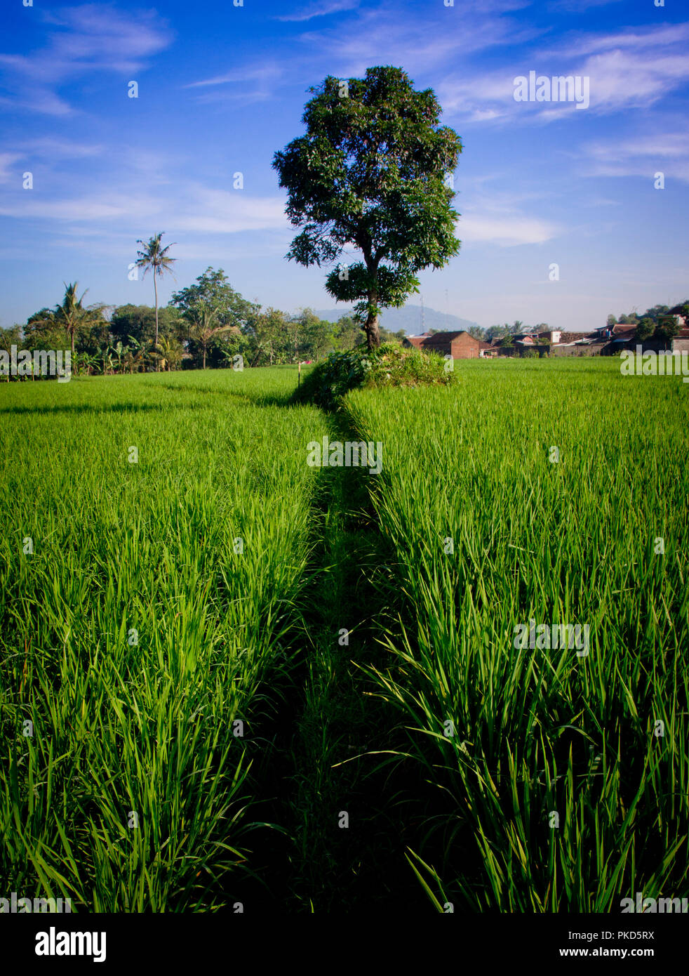 Single Tree in the middle of rice field with the blue sky Stock Photo ...