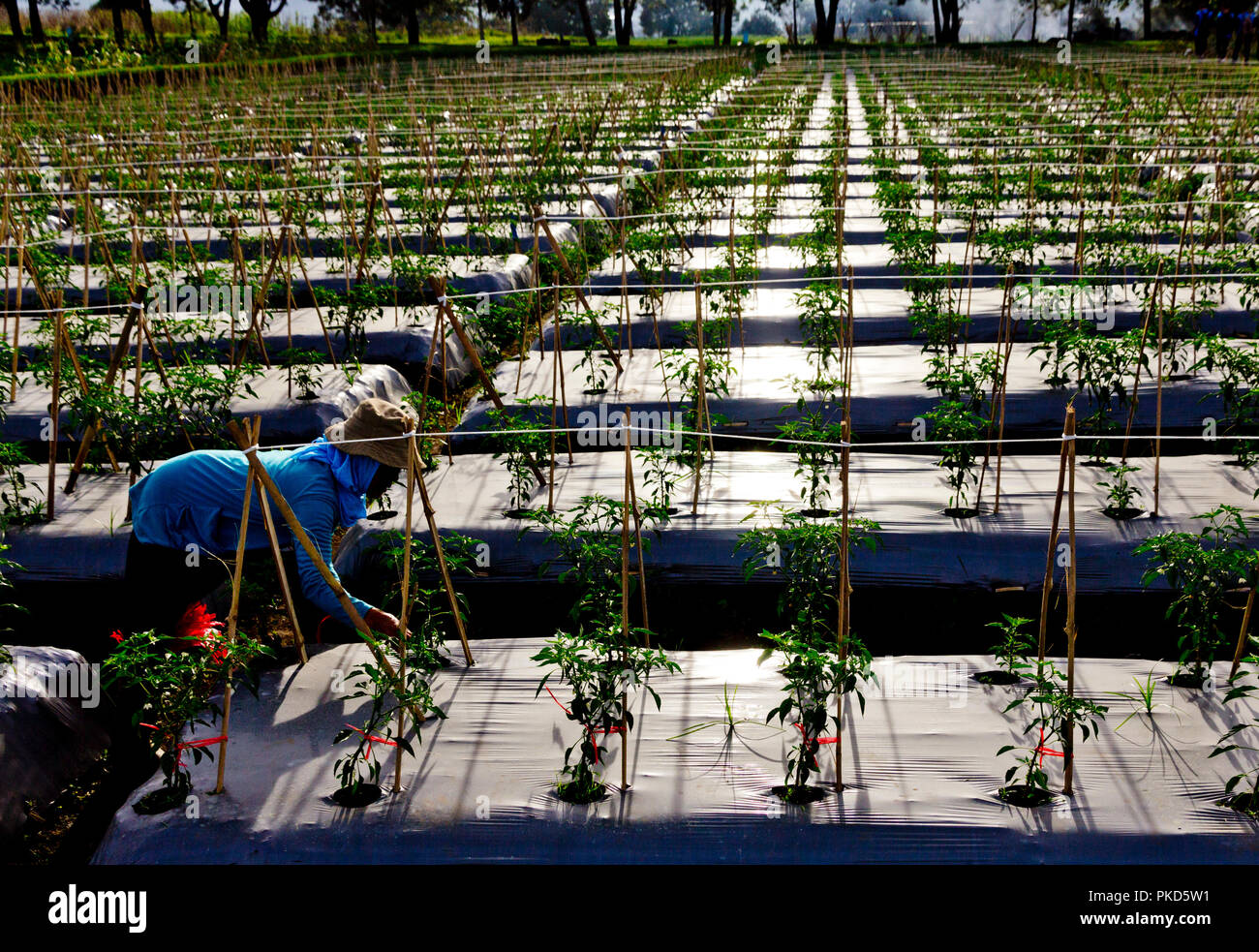 Chilli farming hi-res stock photography and images - Alamy