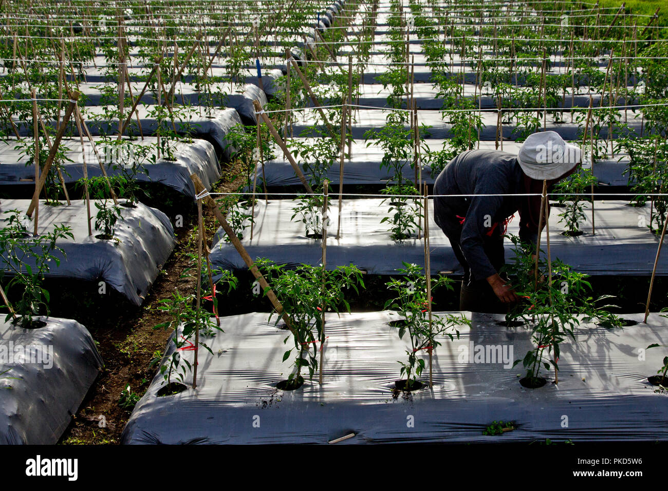 Asian chilli farmer checking young chilli tree Stock Photo - Alamy