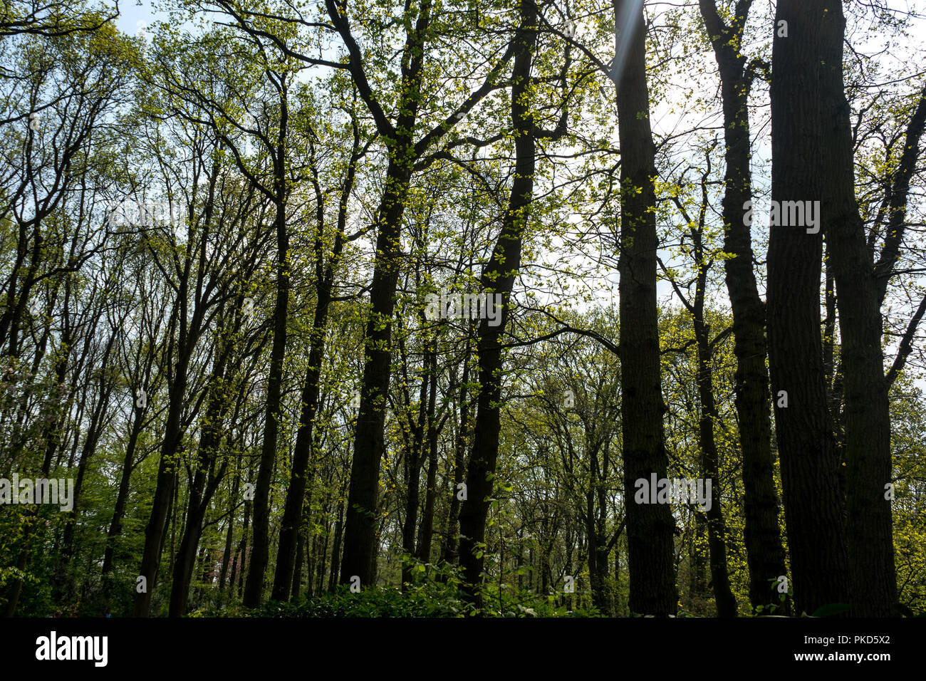 Temperate bamboo forest hi-res stock photography and images - Alamy