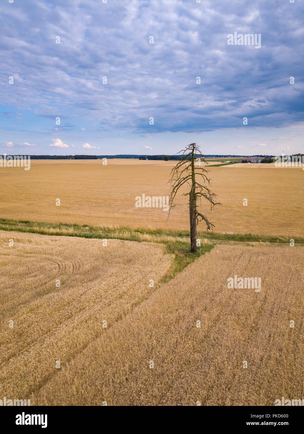 Beautiful summer fields from above. Drone photography of summer polish ...