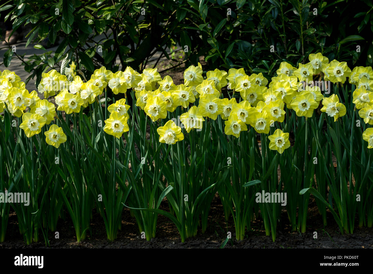 Netherlands,Lisse,Europe, CLOSE-UP OF YELLOW FLOWERING PLANTS Stock ...