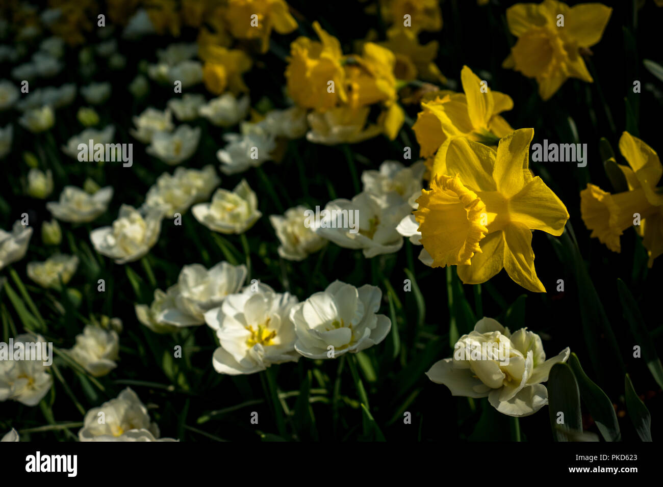 Netherlands,Lisse,Europe, CLOSE-UP OF WHITE FLOWERING PLANTS Stock ...