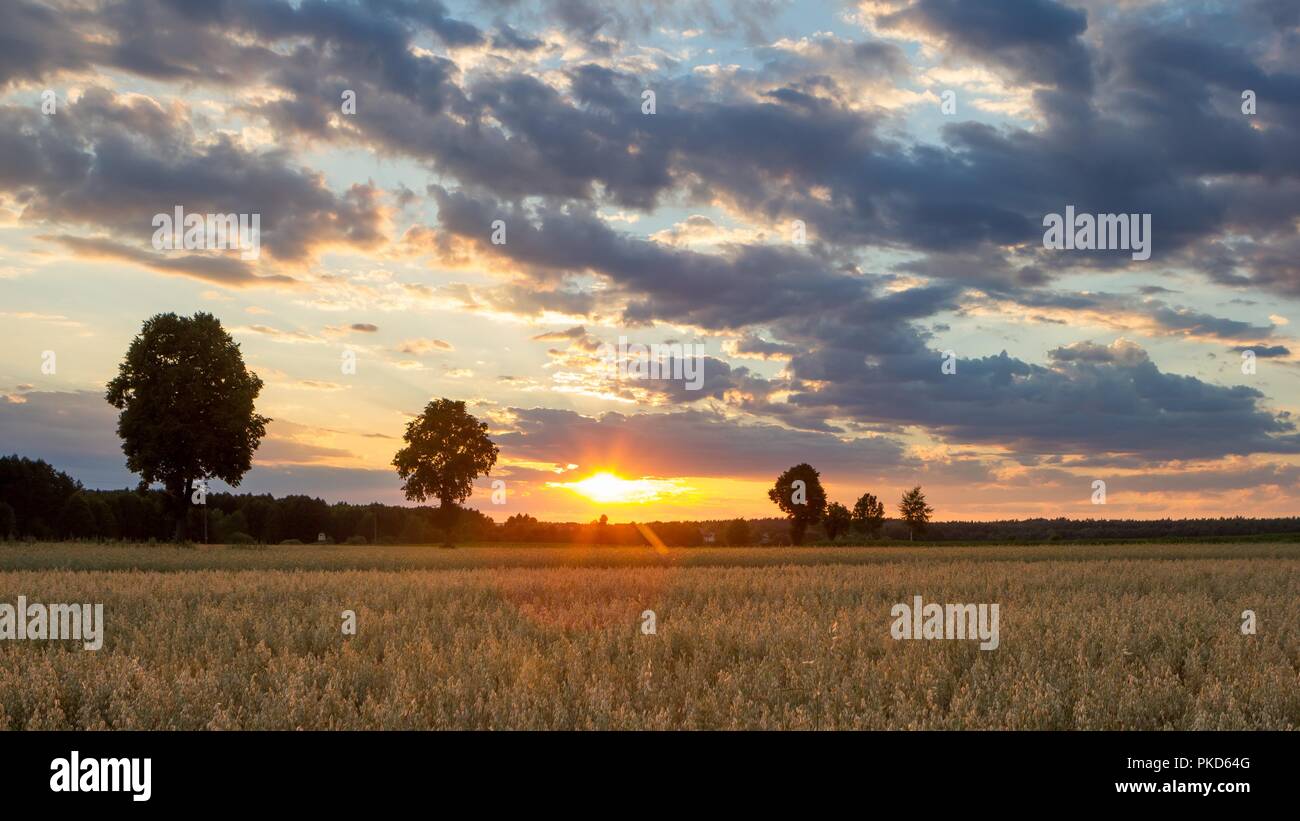 Beautiful summer sunset landscape with oat field. Idyllic summer fields ...