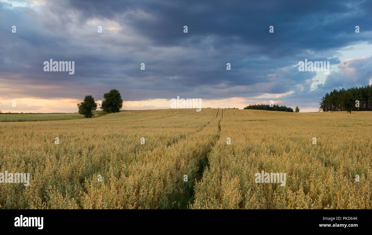 Beautiful summer sunset landscape with oat field. Idyllic summer fields ... Beautiful summer sunset landscape with oat field. Idyllic summer fields ...