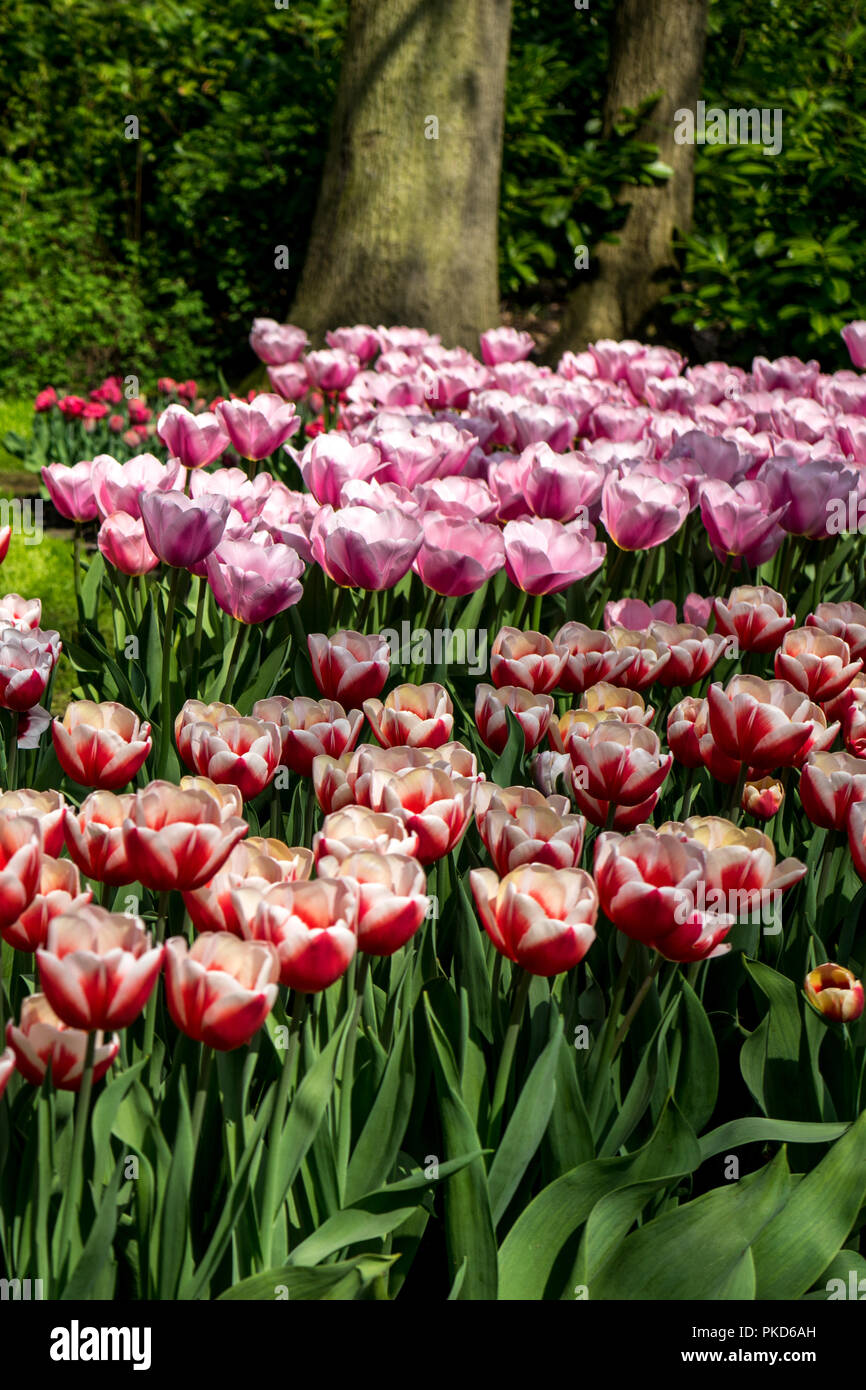 Netherlands,Lisse,Europe, a bunch of pink flowers Stock Photo - Alamy