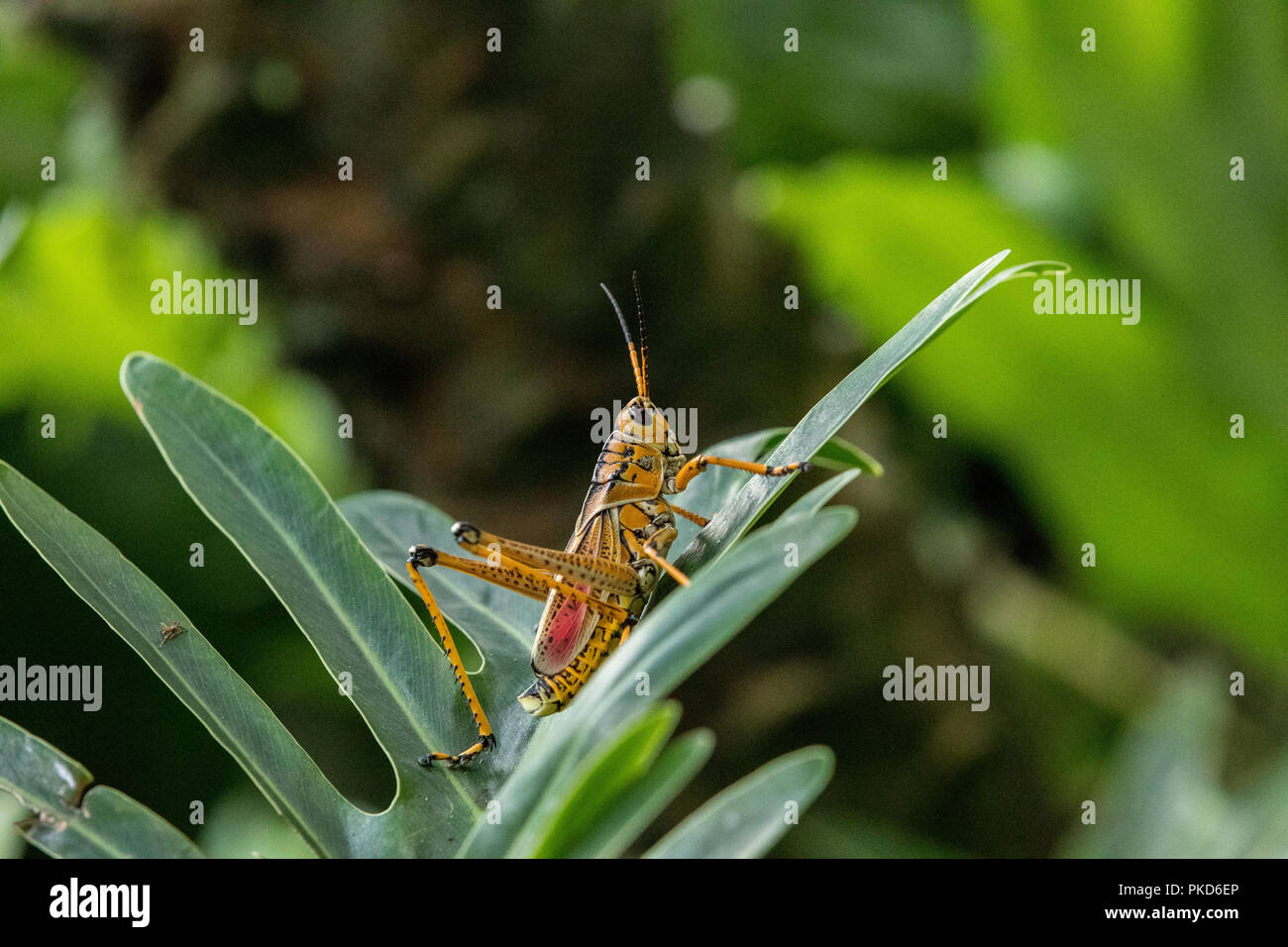 Orange. yellow and red Eastern lubber grasshopper Romalea microptera ...
