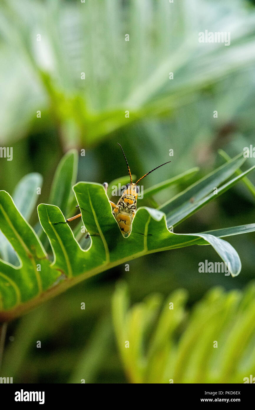 Orange. yellow and red Eastern lubber grasshopper Romalea microptera ...
