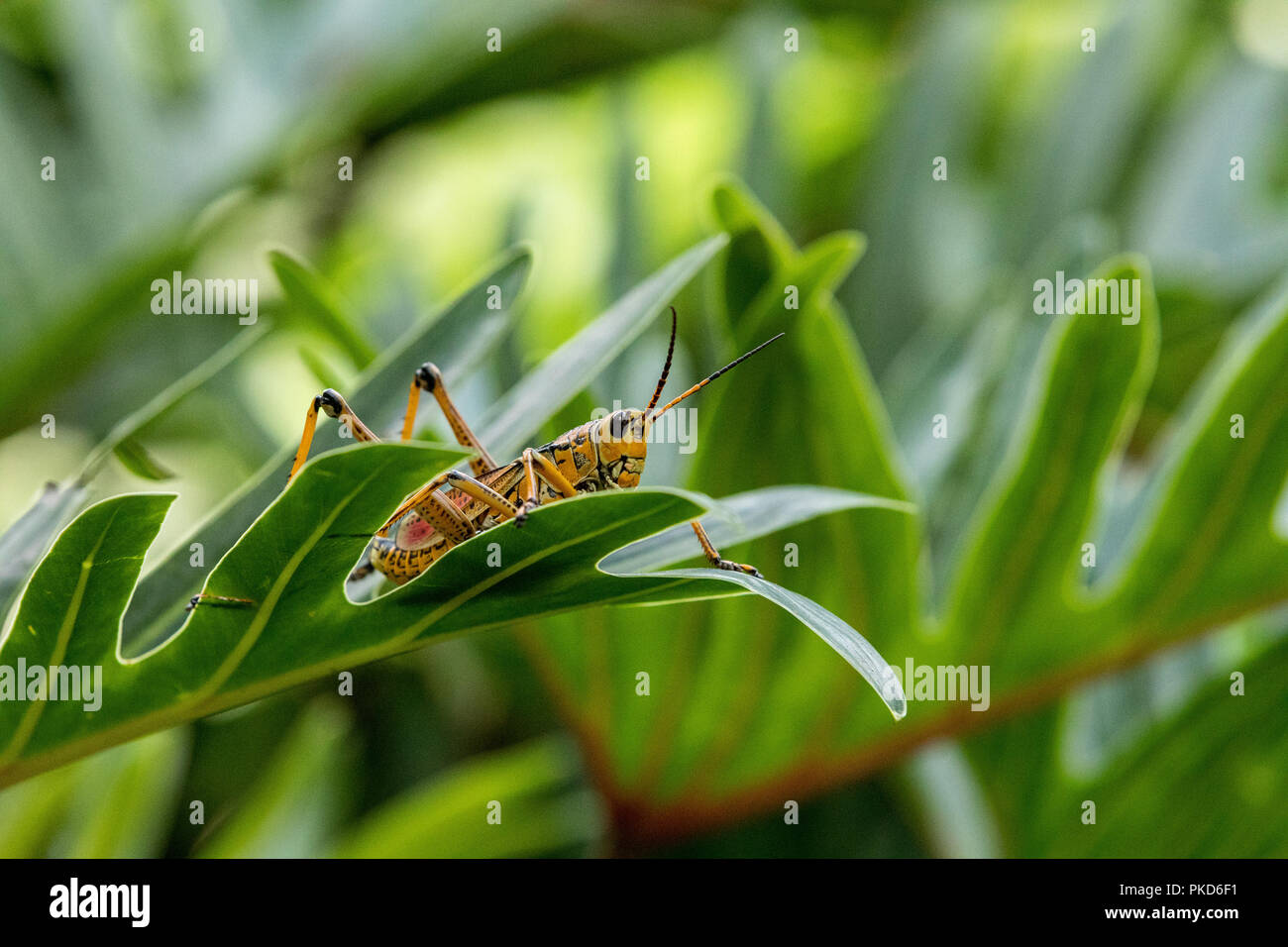 Orange. yellow and red Eastern lubber grasshopper Romalea microptera ...