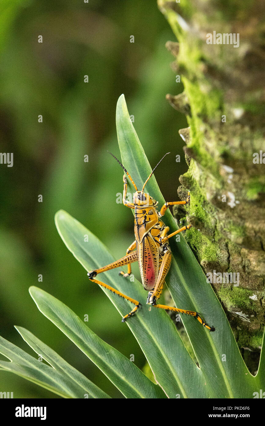 Orange. yellow and red Eastern lubber grasshopper Romalea microptera ...
