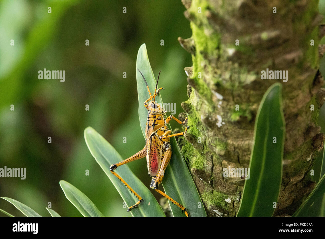 Orange. yellow and red Eastern lubber grasshopper Romalea microptera ...