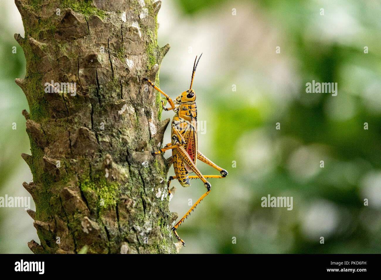 Orange. yellow and red Eastern lubber grasshopper Romalea microptera ...