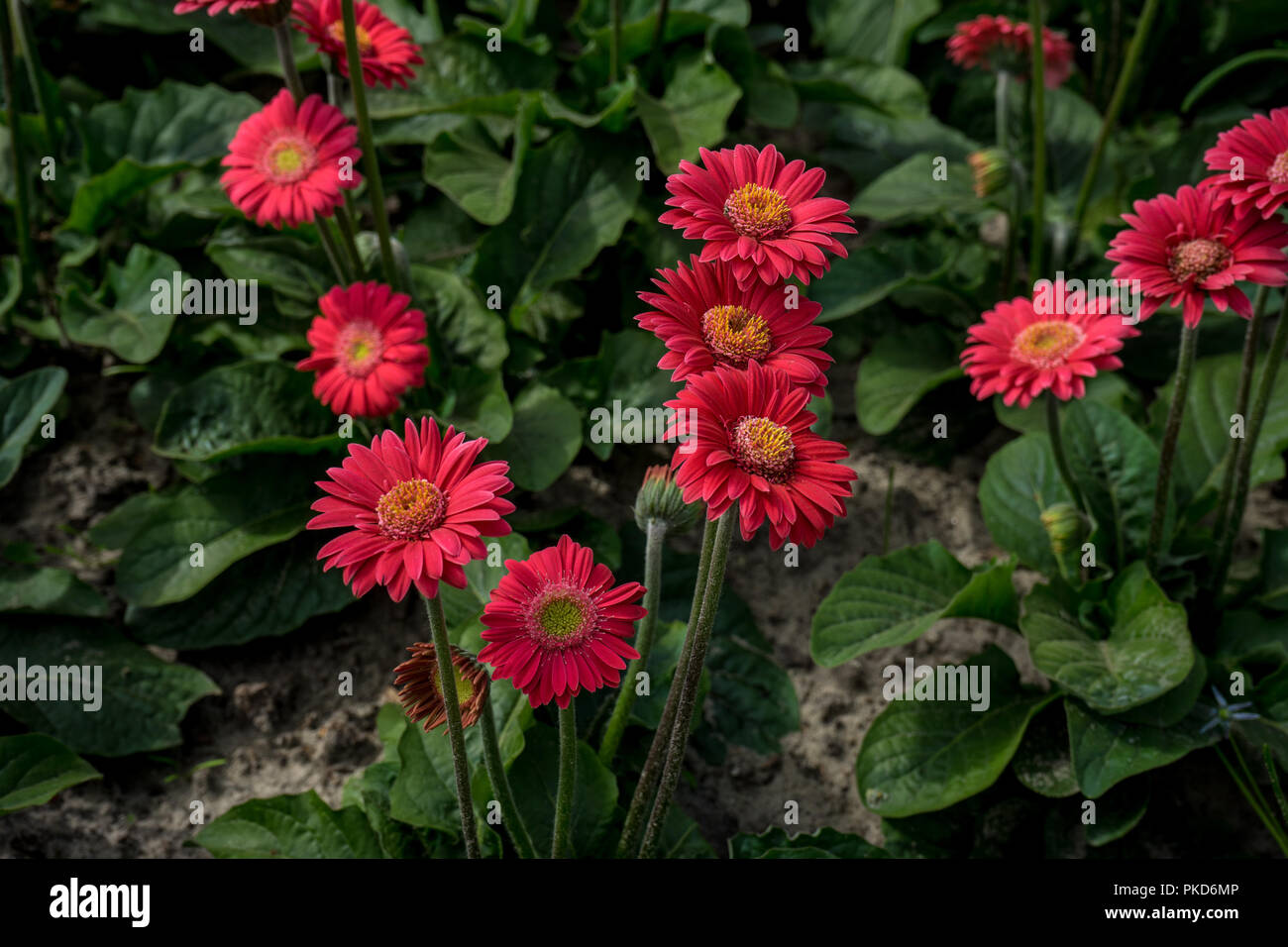 Netherlands,Lisse,Europe, HIGH ANGLE VIEW OF FLOWERING PLANTS Stock ...