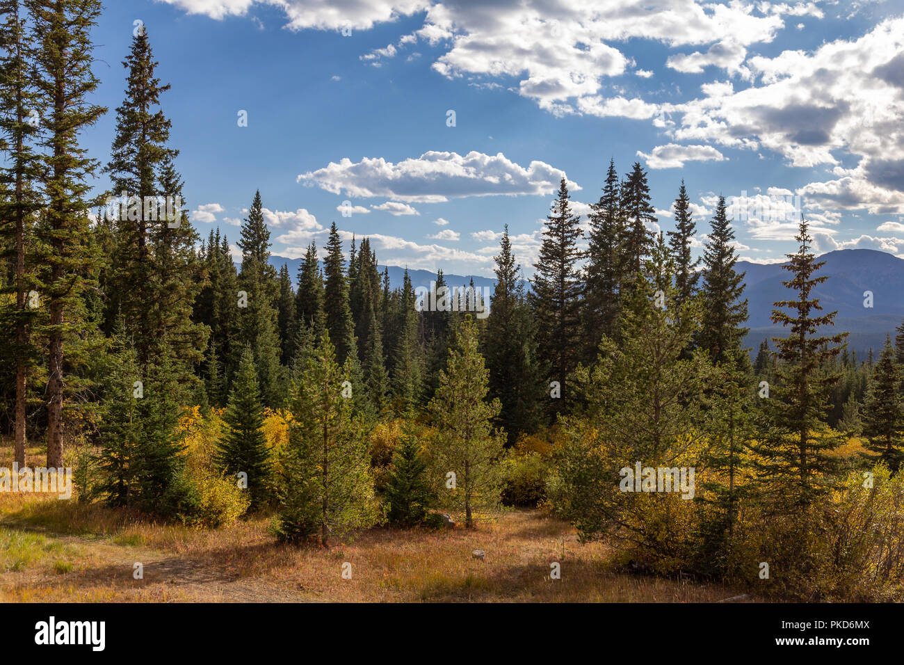 Evergreen trees and bushes with fall colors in the mountains of ...