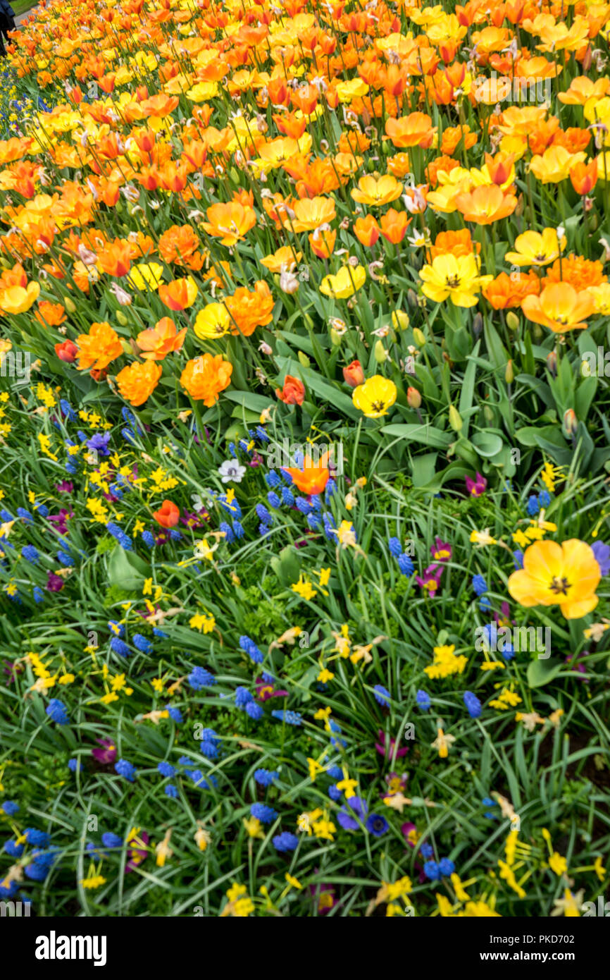 Netherlands,Lisse,Europe, CLOSE-UP OF YELLOW FLOWERING PLANTS ON FIELD ...