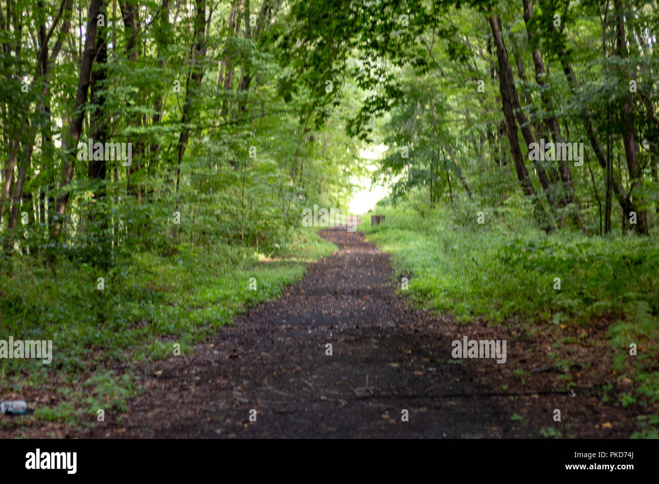 trail with a forest setting in late day Stock Photo - Alamy