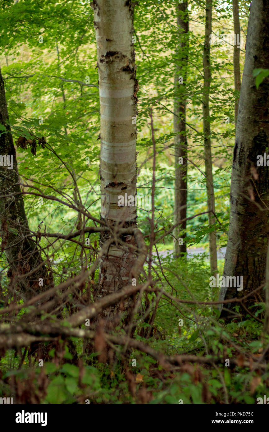 Mid after noon hi-res stock photography and images - Alamy