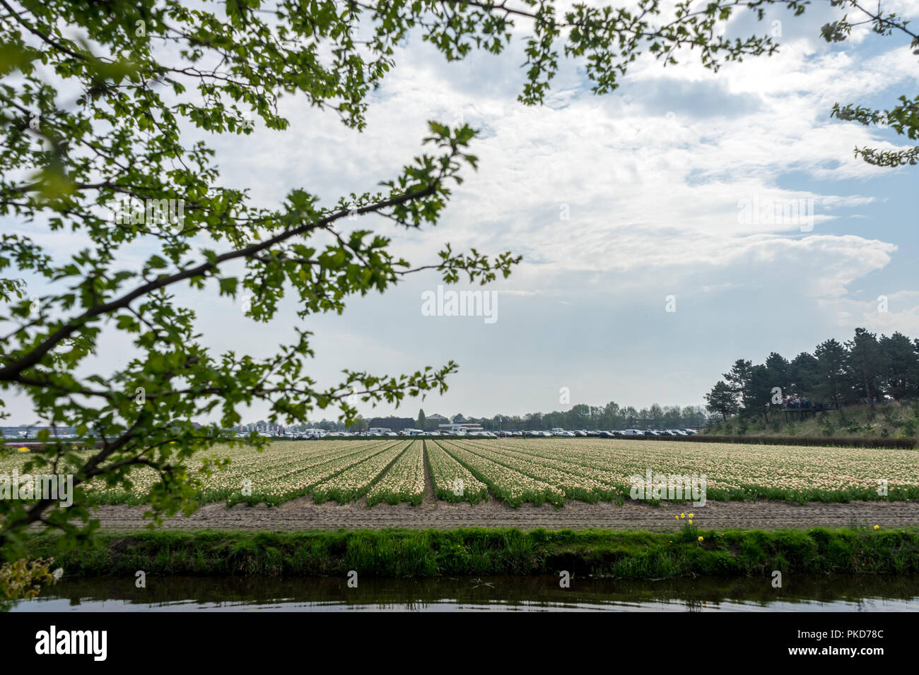 Netherlands,Lisse,Europe, a tree next to a body of water Stock Photo ...