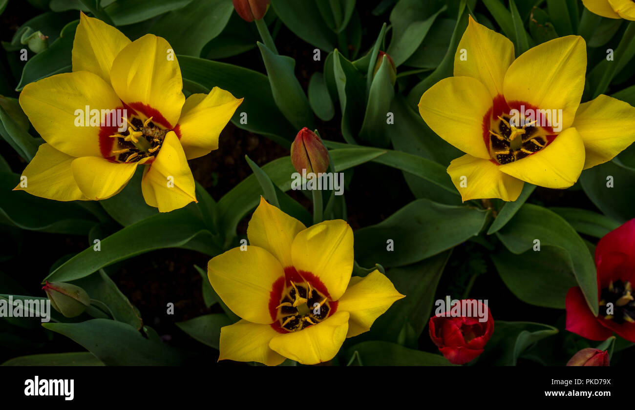 Netherlands,Lisse,Europe, CLOSE-UP OF YELLOW FLOWERING PLANTS Stock ...
