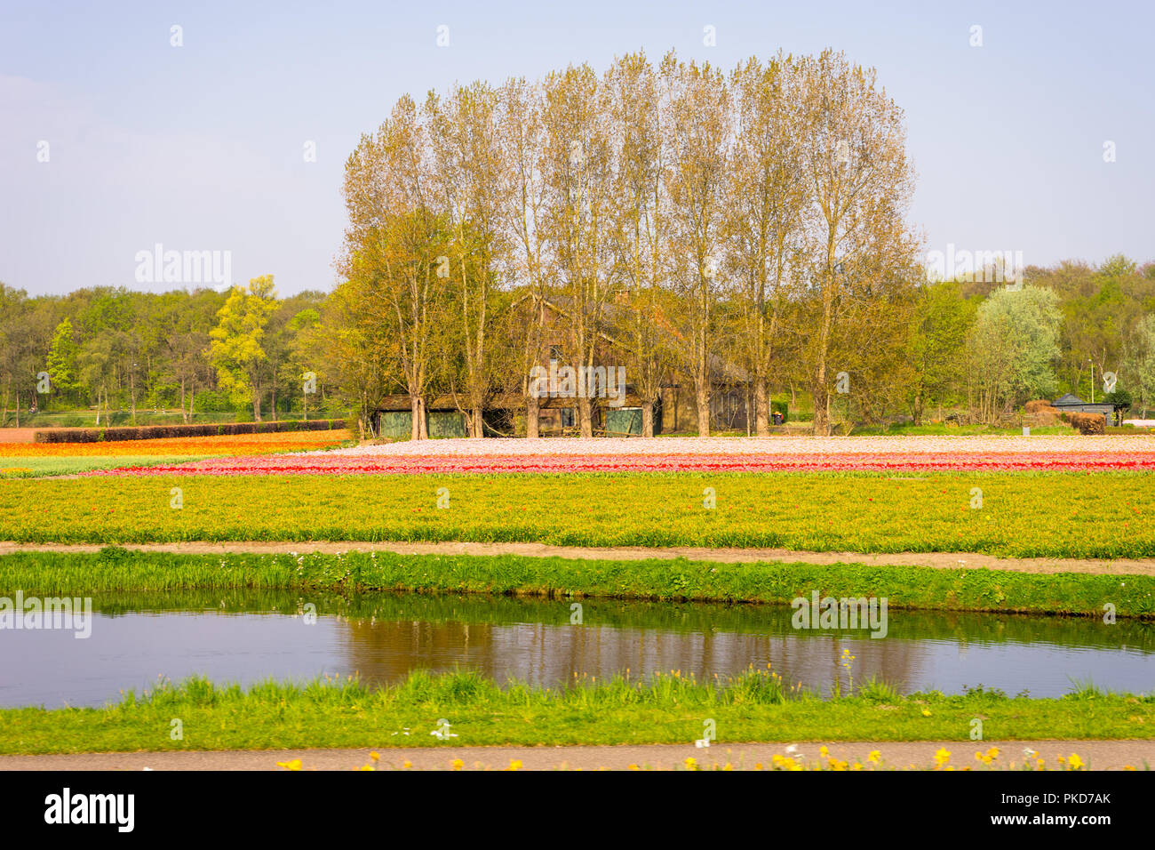 Netherlands,Lisse,Europe, a body of water surrounded by green grass and ...