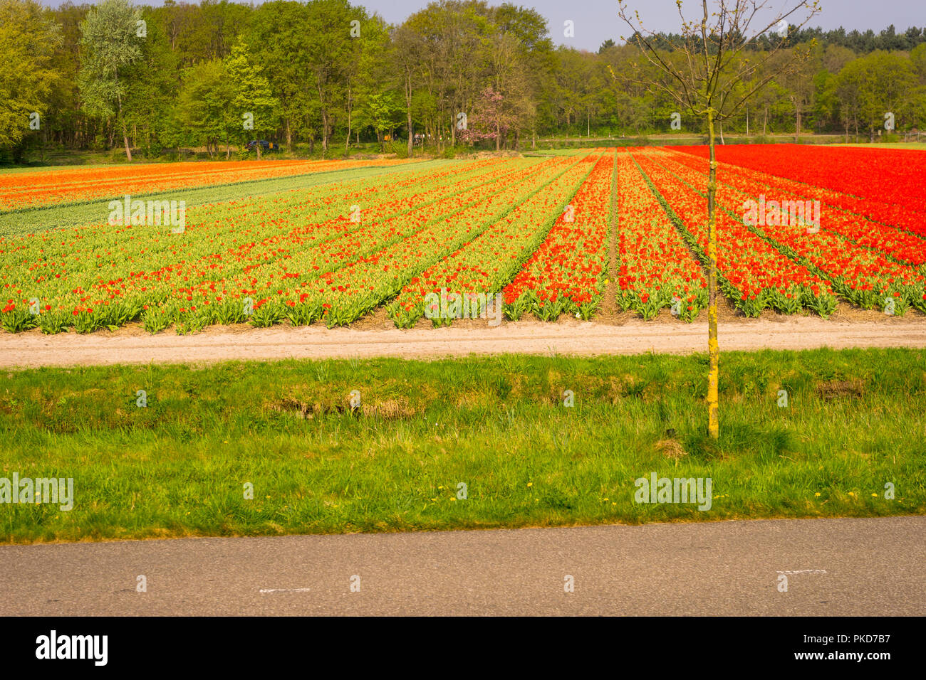 Netherlands flower crop hi-res stock photography and images - Alamy