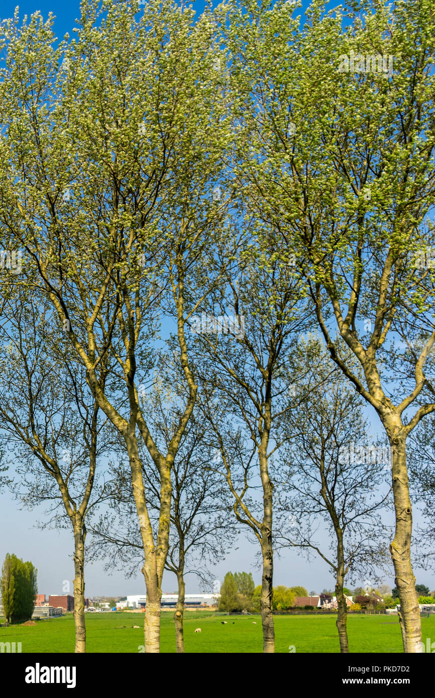 Tulip poplar trees hi-res stock photography and images - Alamy