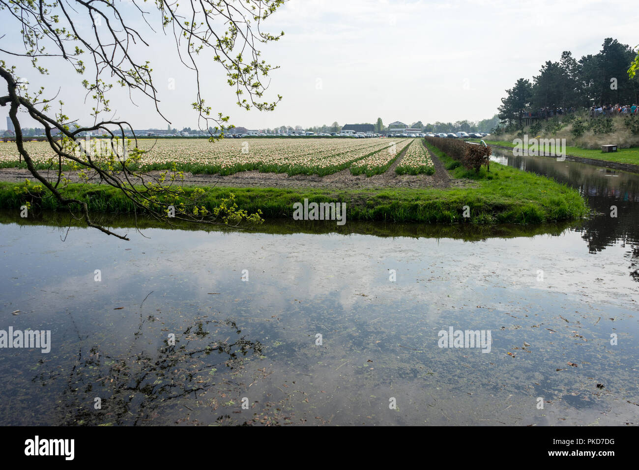 Netherlands,Lisse,Europe, a body of water with grass and trees Stock ...