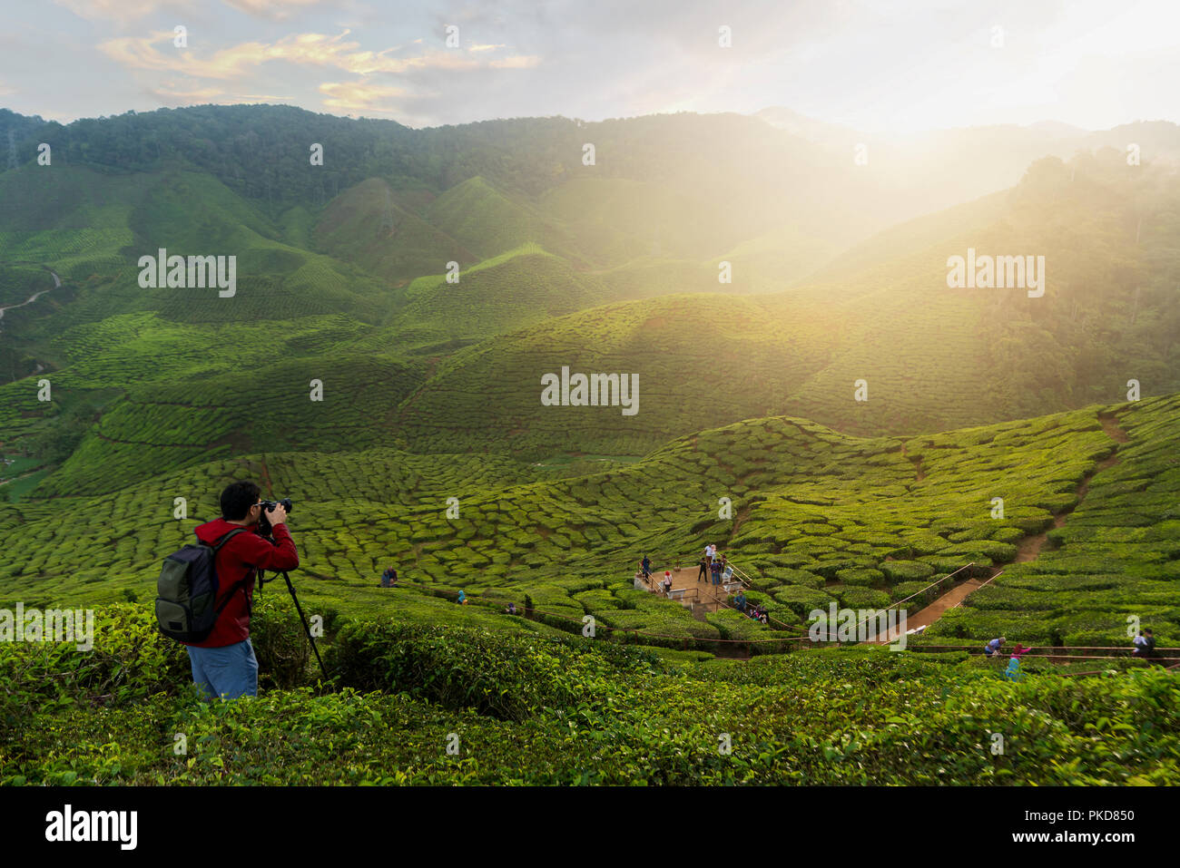 Young asian photographer traveling into tea fields with mist. Young man ...