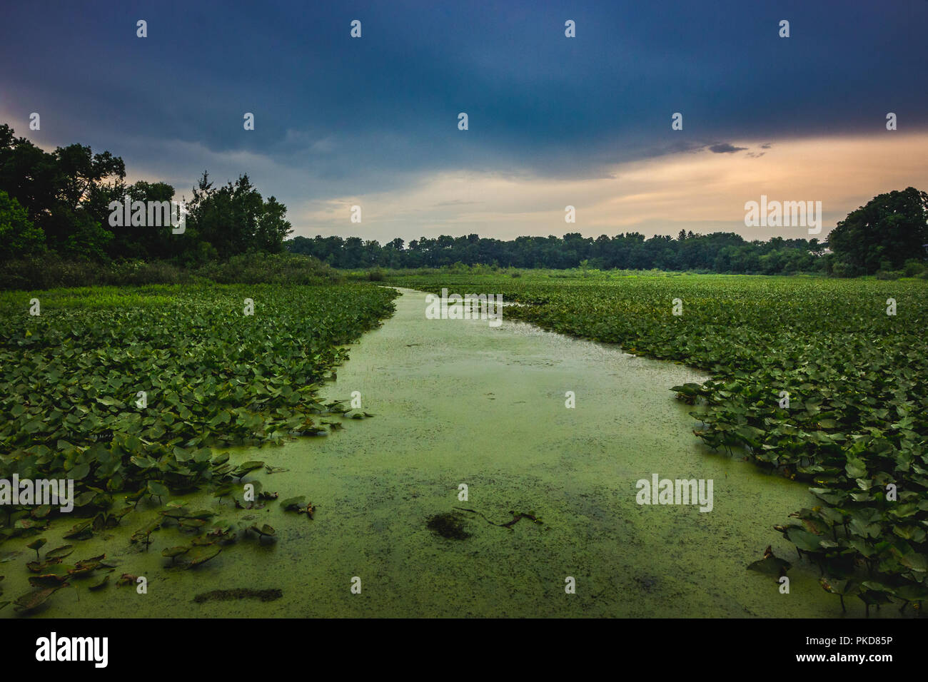 Dense lily pads hi-res stock photography and images - Alamy