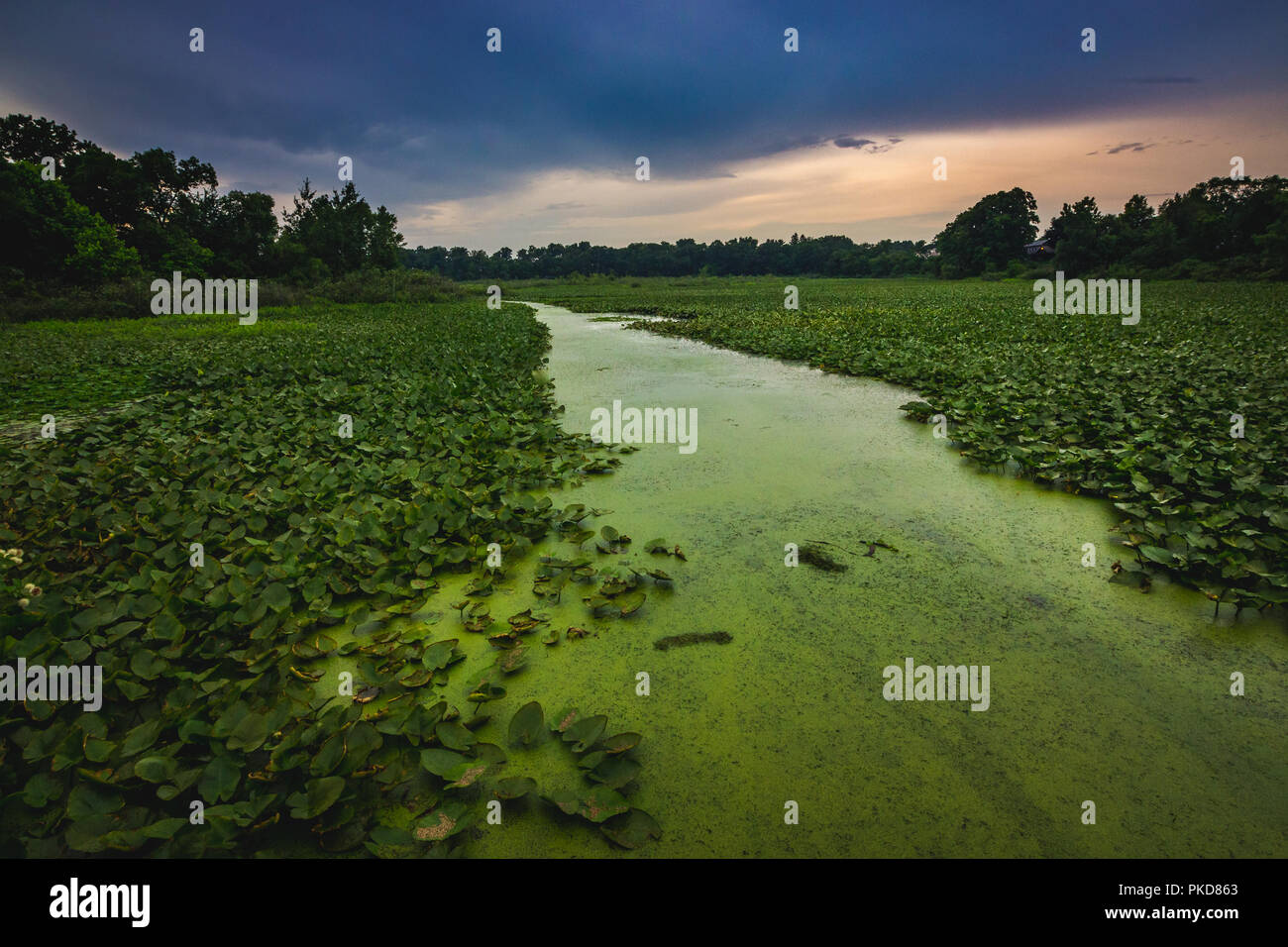 Dense lily pads hi-res stock photography and images - Alamy