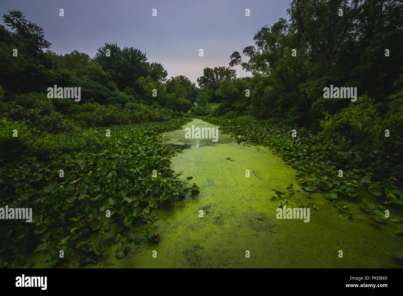 Dense lily pads hi-res stock photography and images - Alamy