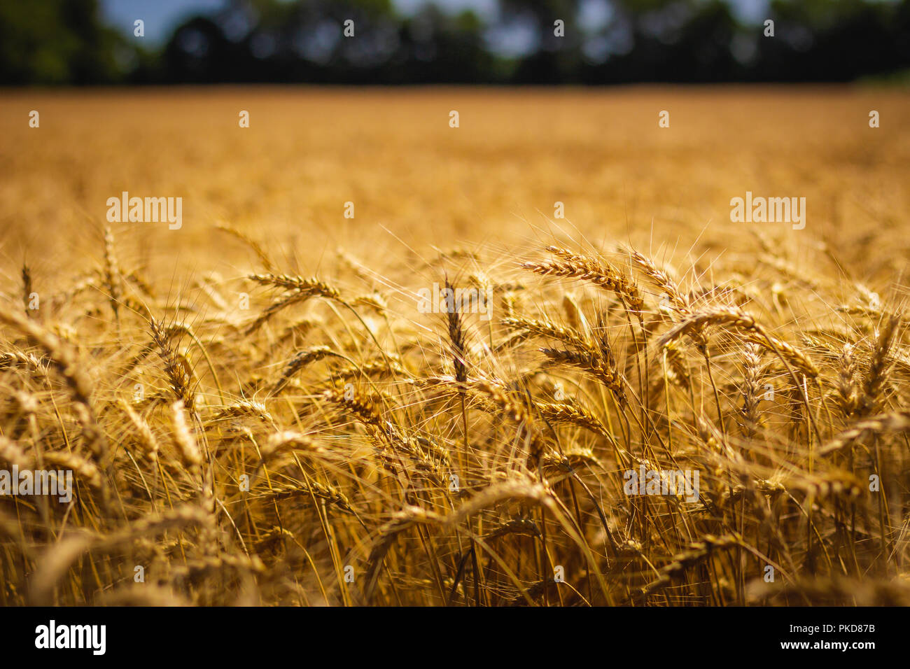 Indiana crop hi-res stock photography and images - Alamy