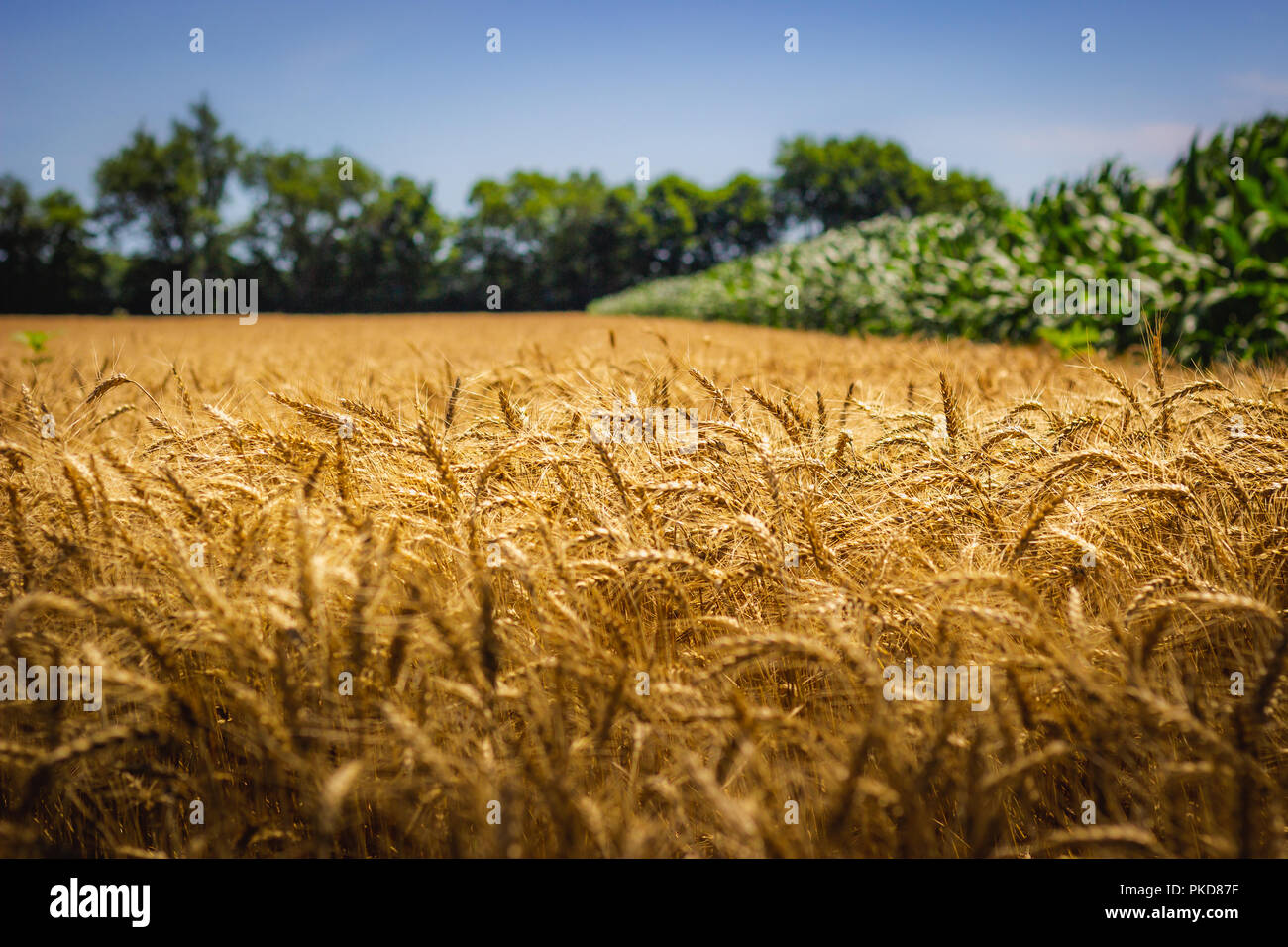 Cornfield in indiana hi-res stock photography and images - Alamy