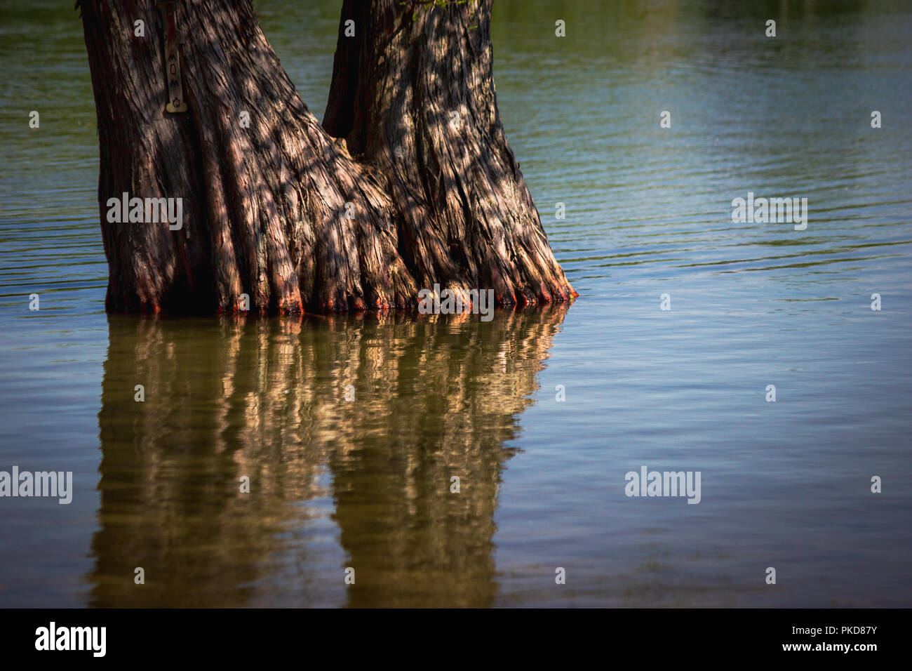 Beautiful closeup of a tree submerged in water at Clear Lake and its ...