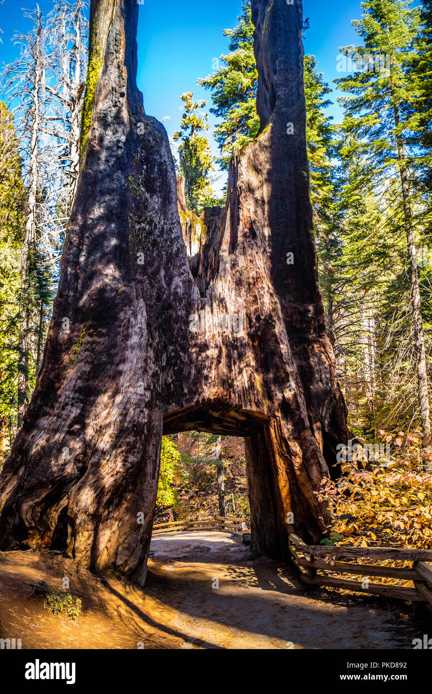 Dead giant sequoia tree in hi-res stock photography and images - Alamy