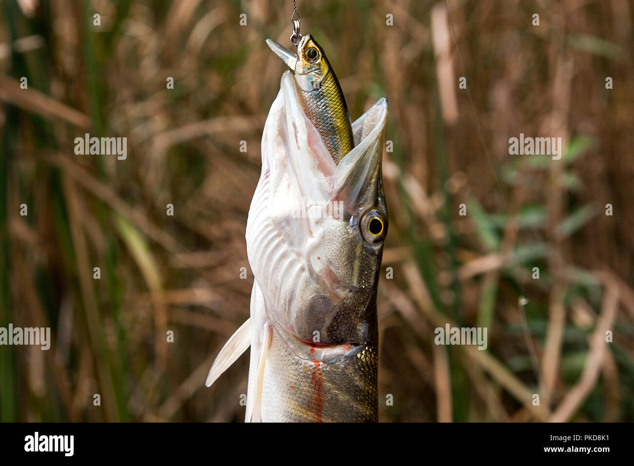Freshwater Northern pike fish know as Esox Lucius. Fishing concept ...