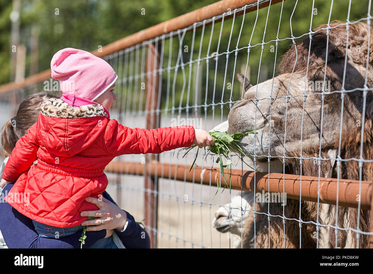 little girl is playing in the park outside garden zoo and feeding camel ...