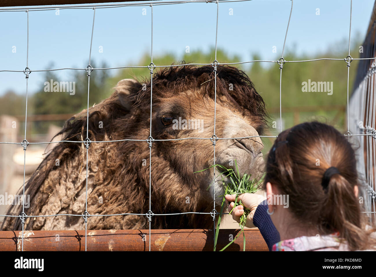 Baby camel feeding hi-res stock photography and images - Alamy