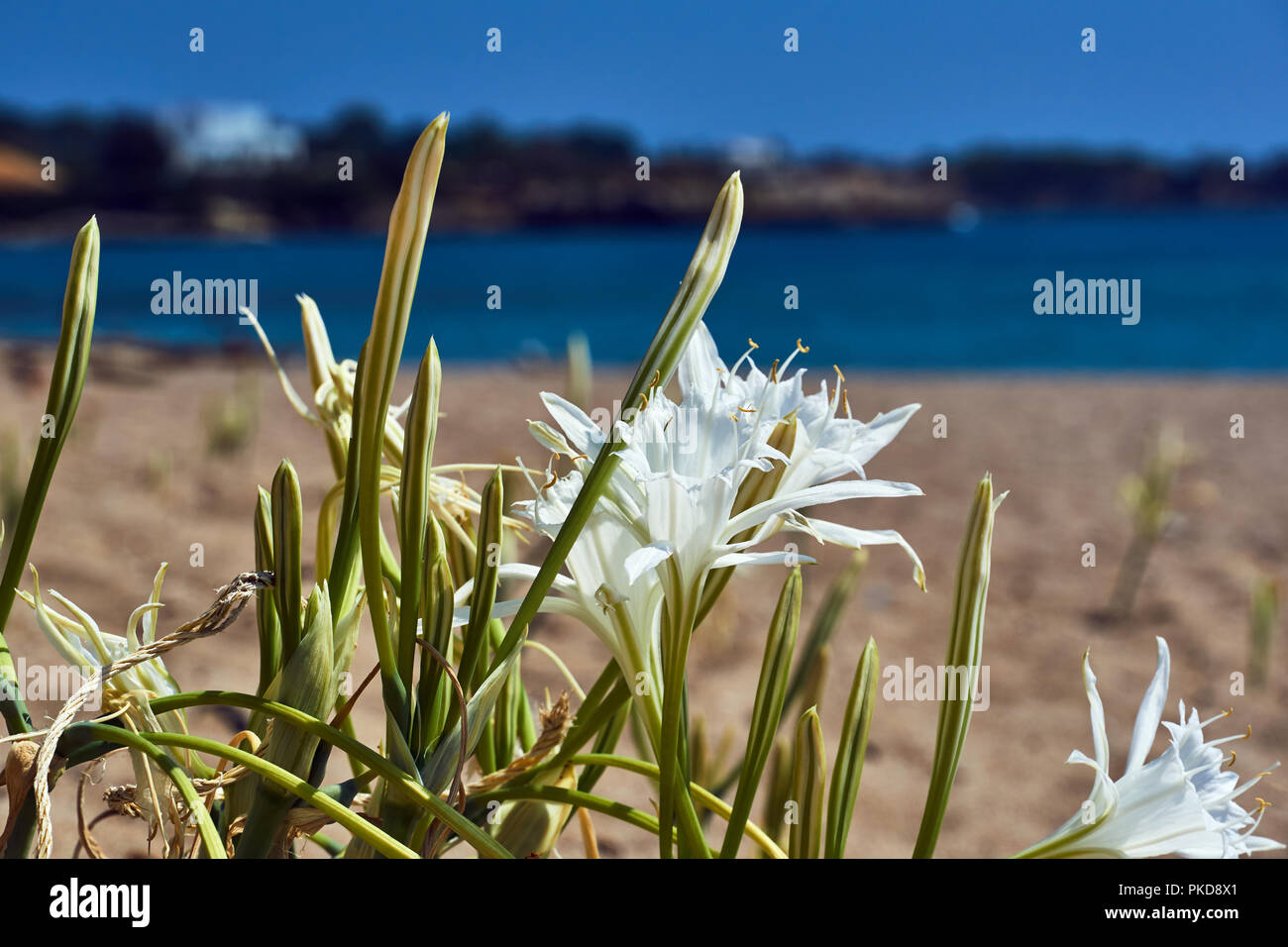 white flowers of a sea daffodil, on a sandy beach on the island of ...