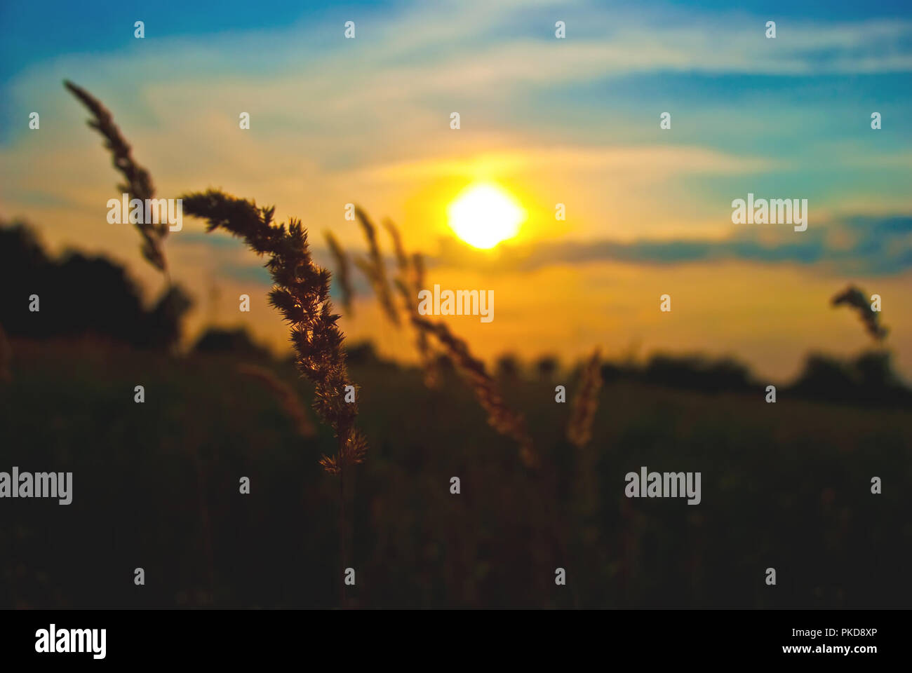 Wheat field against beautiful sunset hi-res stock photography and ...