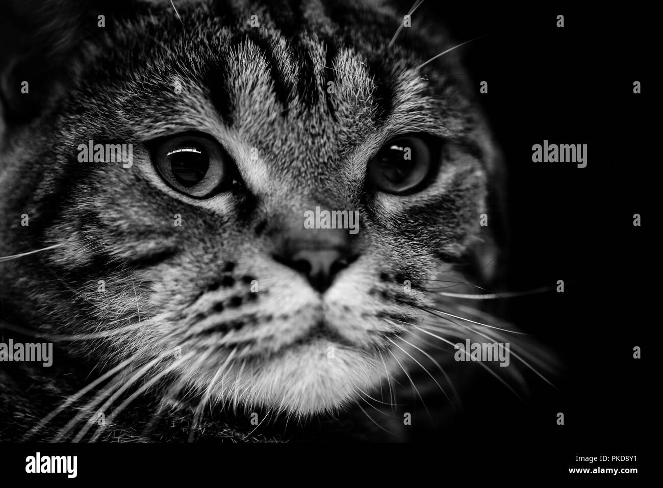 cat head isolated on black background Stock Photo - Alamy