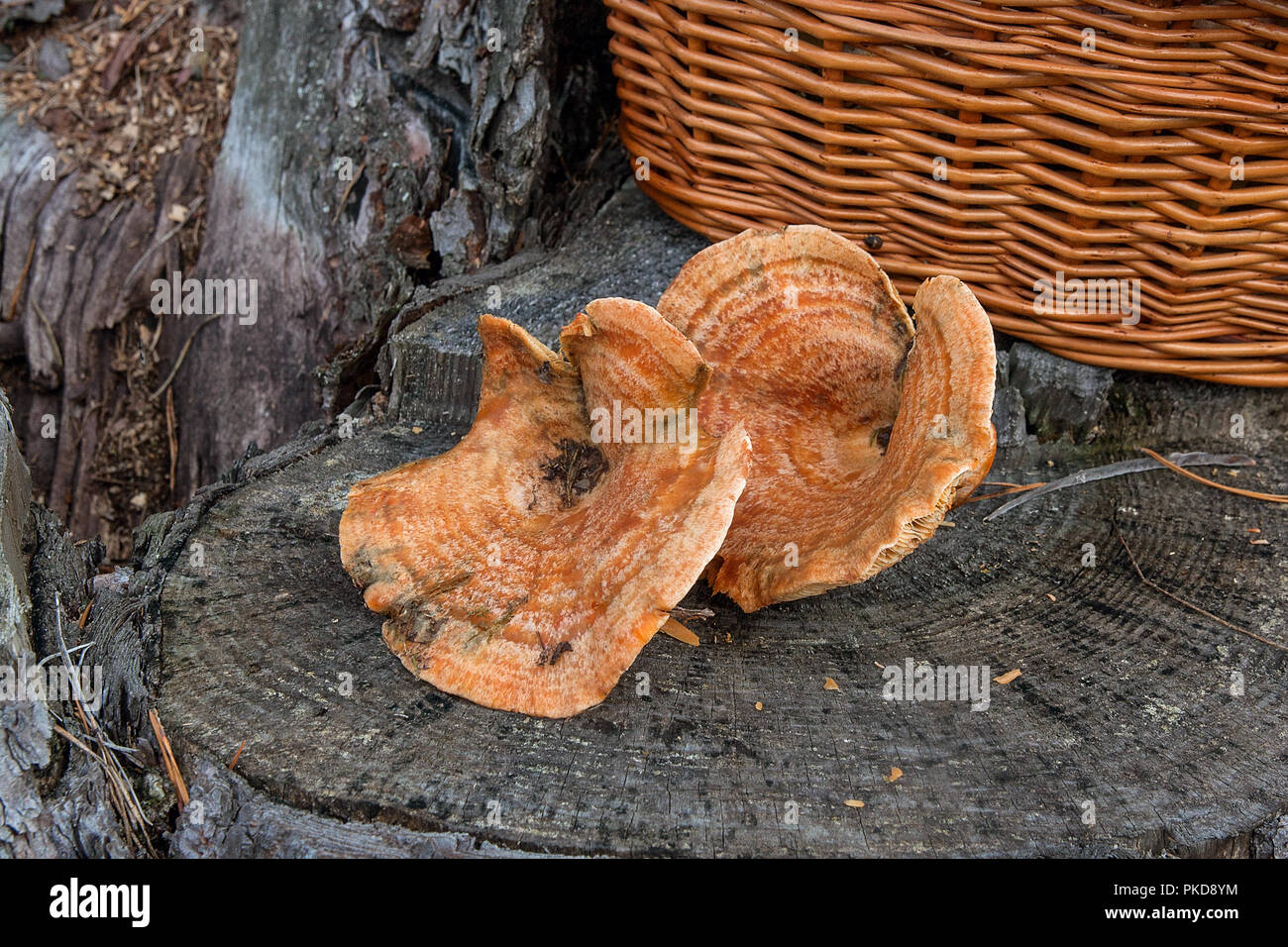 Orange milk cap mushroom hi-res stock photography and images - Alamy