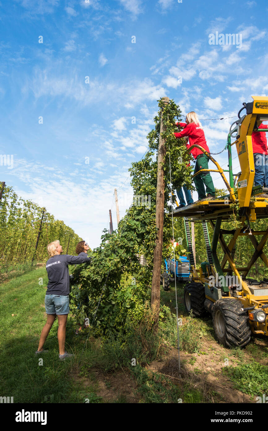 Hop harvesting hi-res stock photography and images - Alamy