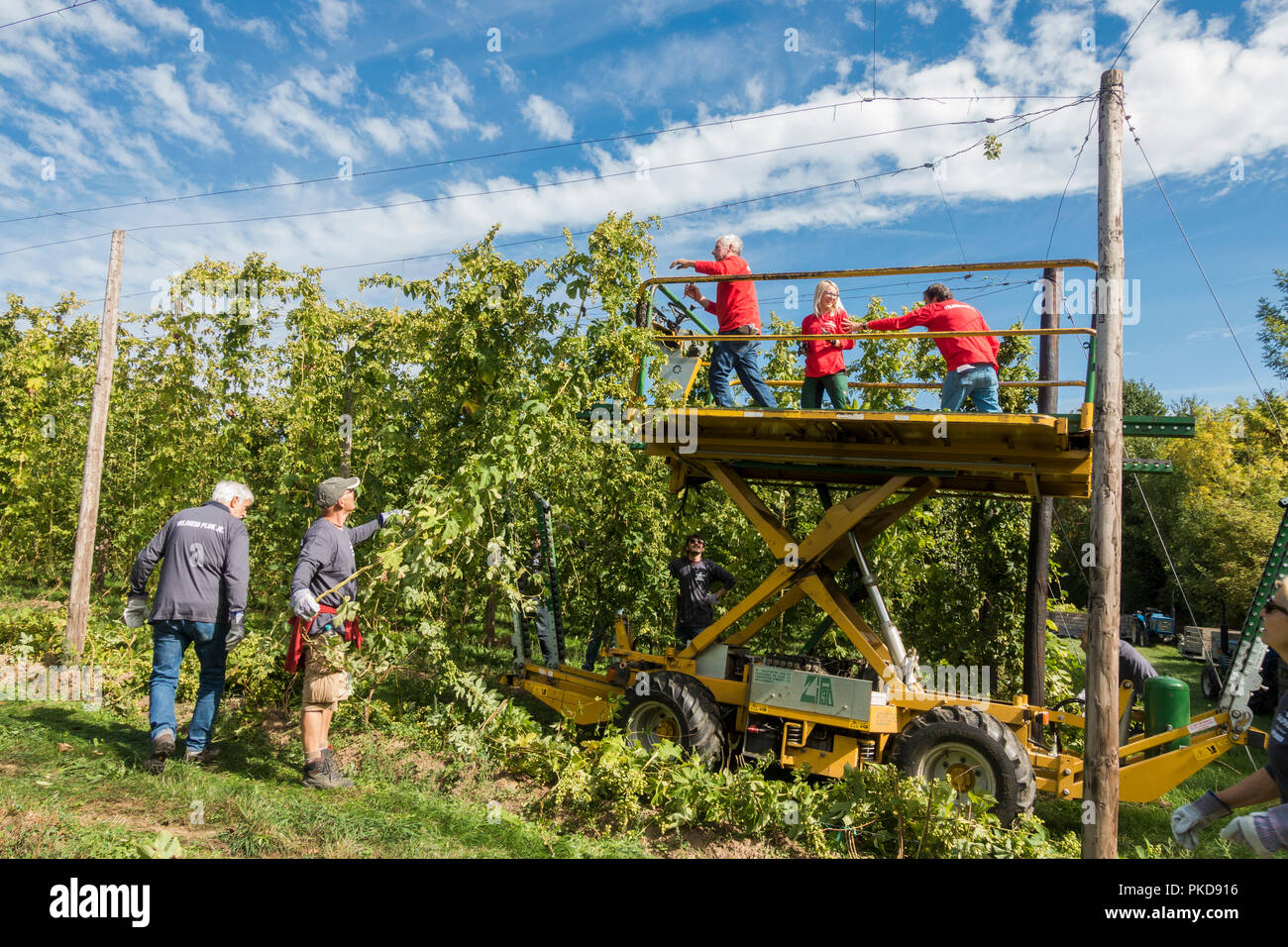 Farm workers harvesting hops, hop harvest, hop yard, Limburg ...