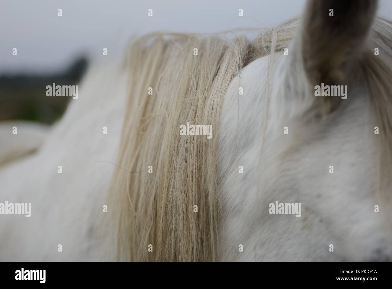 The ear, head, neck and mane of a white horse Stock Photo - Alamy