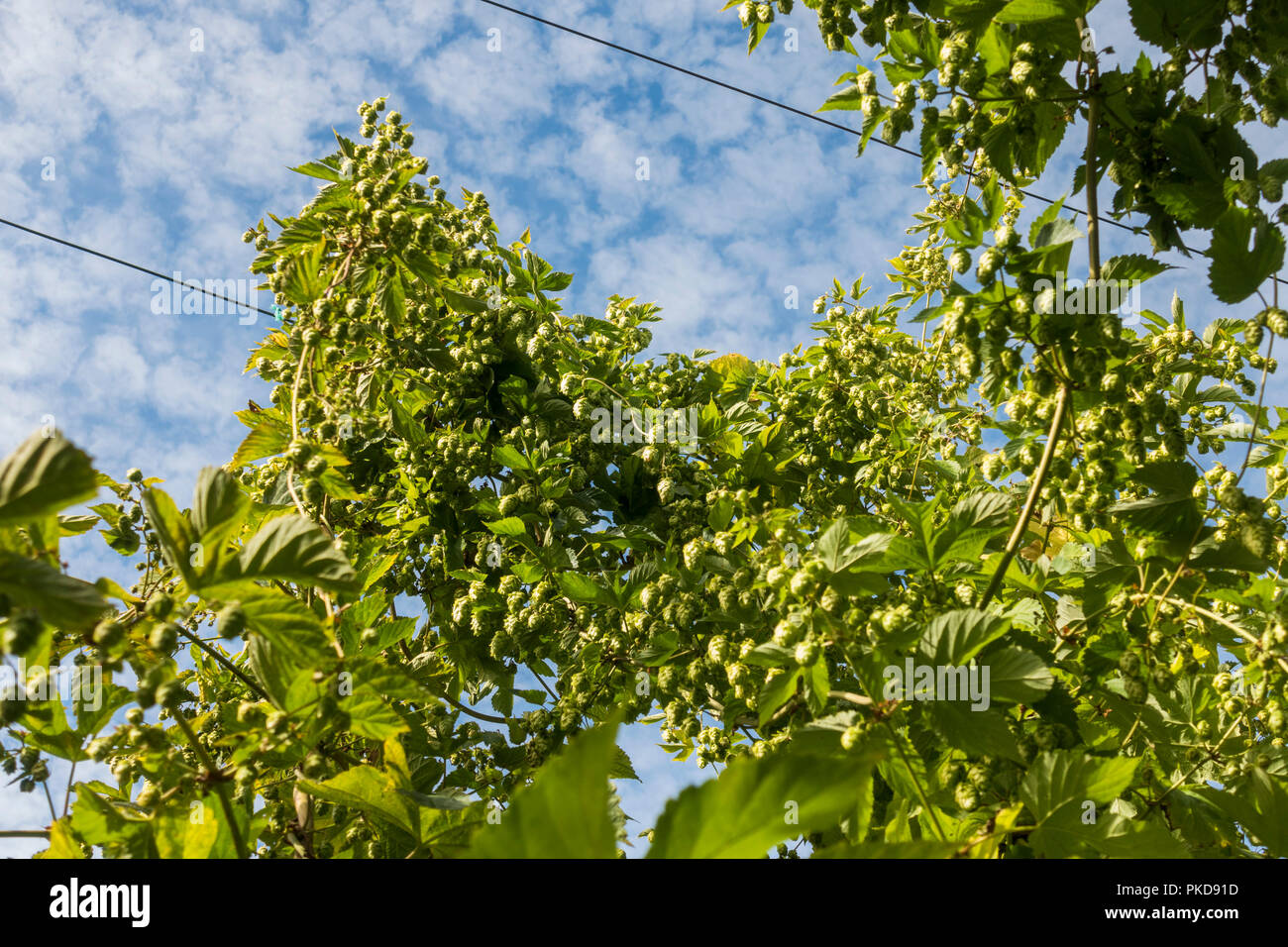 Hops cones,, hop cones on plant, Humulus lupus, beer making Stock Photo ...