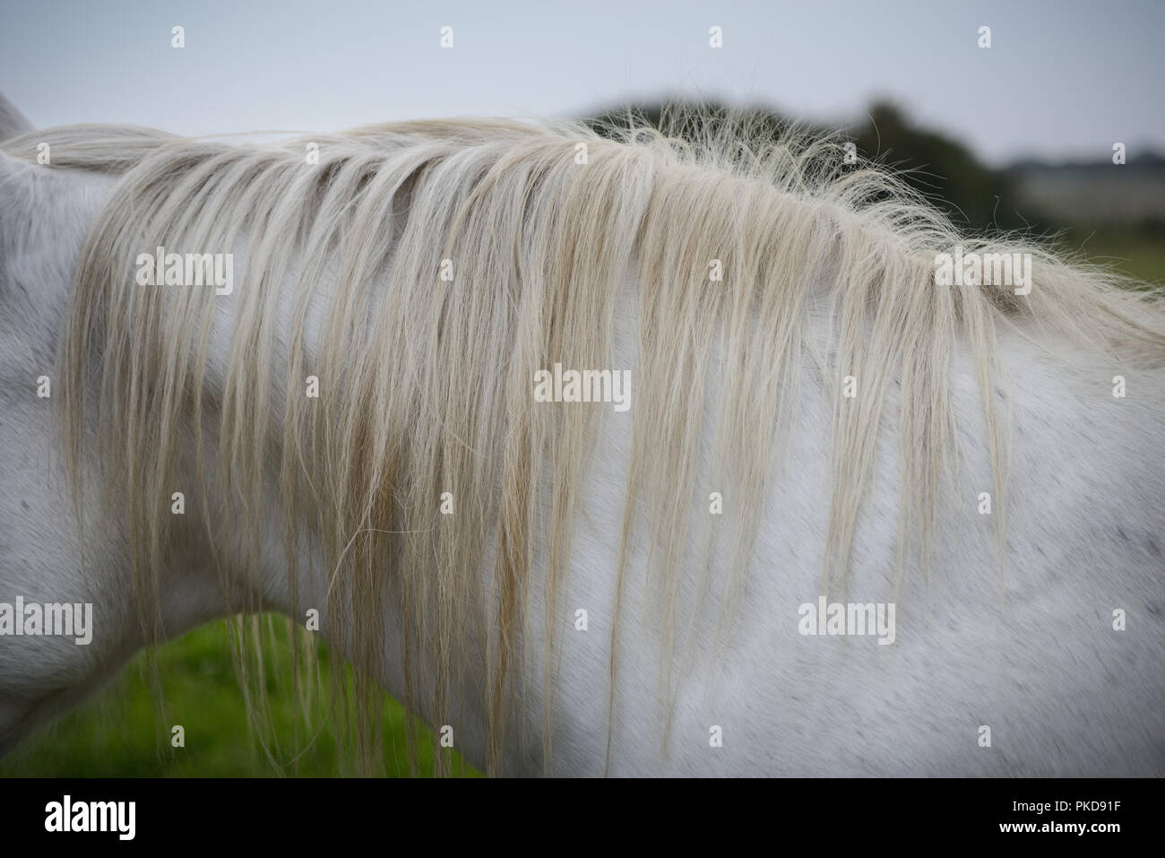 The side view of the mane and neck of a white horse standing in a field ...
